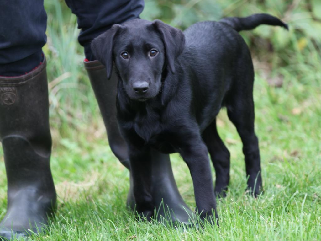 Field trial Labrador Retrievers at Ravensbank